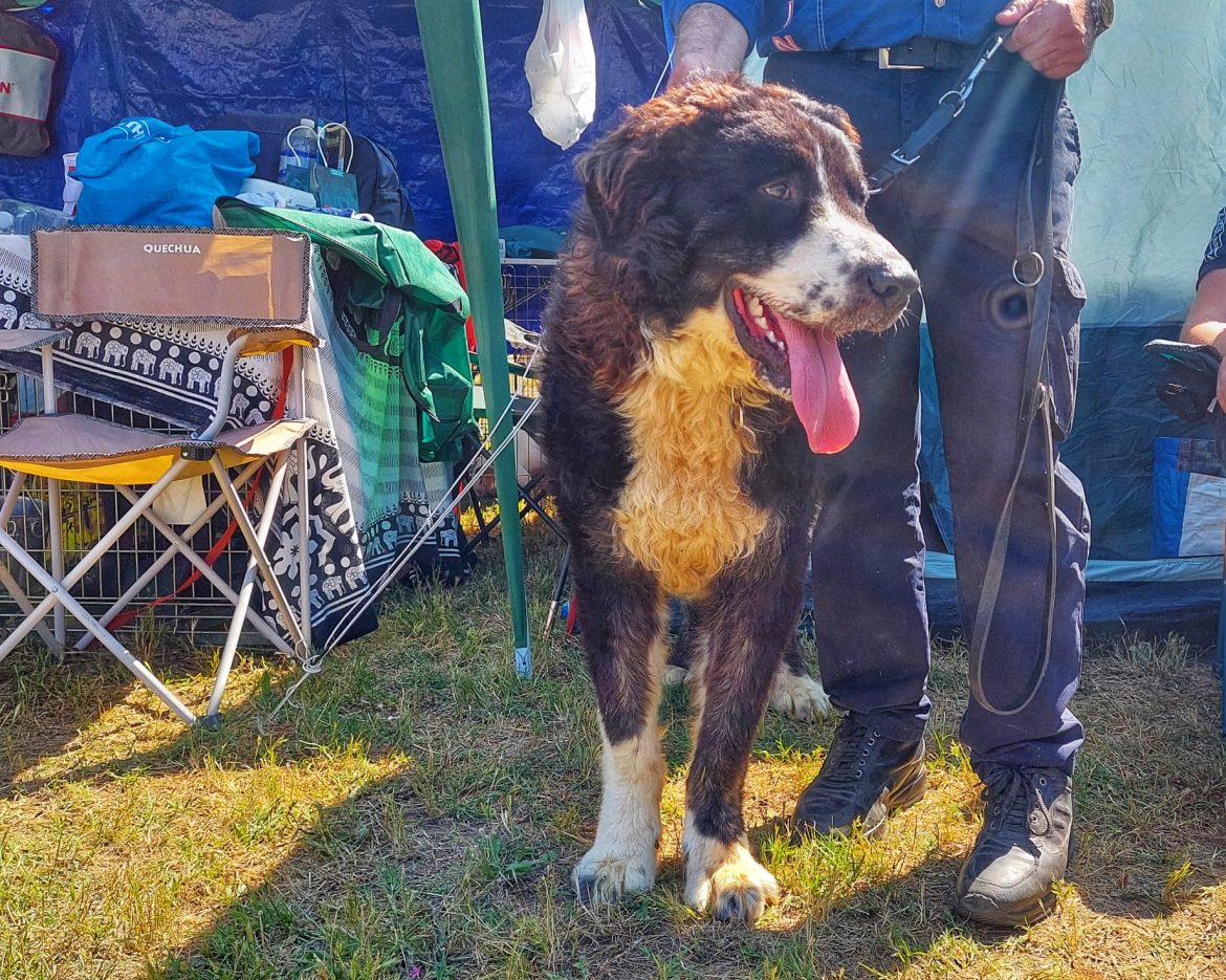 Esposizione internazionale canina a Palermo, ecco il vincitore | FOTO